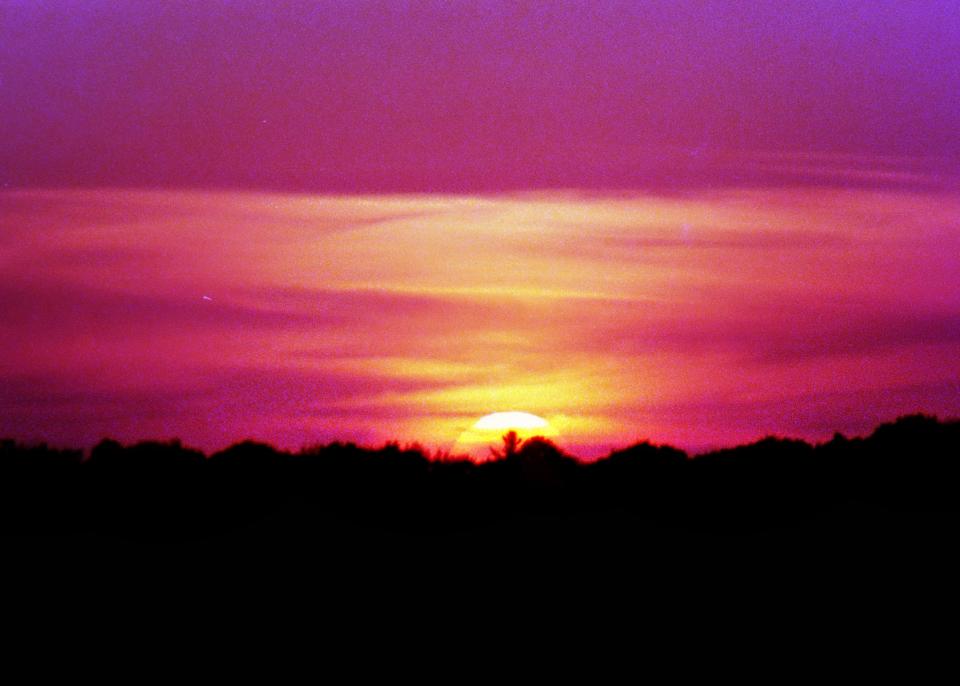 Purple Haze | Shutterbug